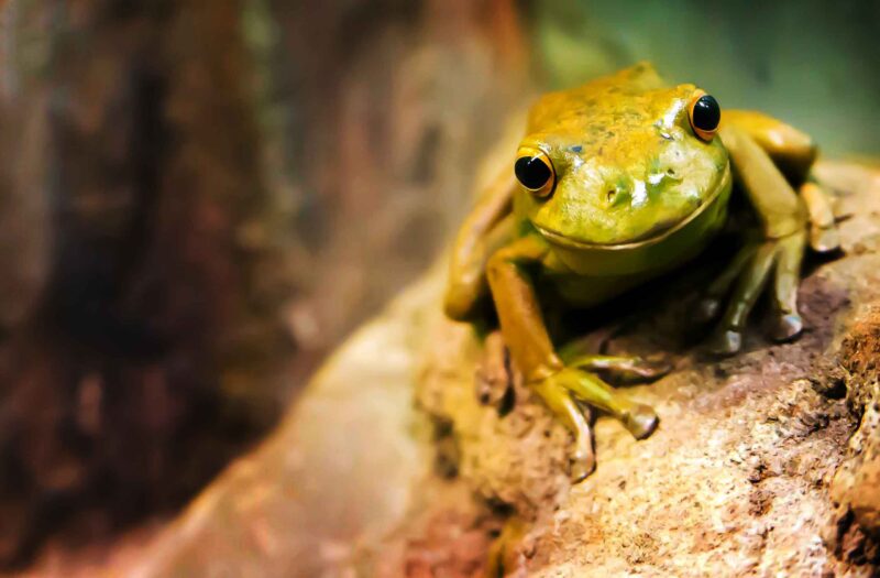 How to boil a frog! - Liverpool Hypnotherapists | Anxiety Specialists